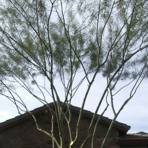 Southwest Tree Service - Mesa, AZ