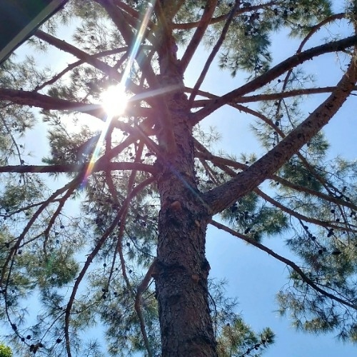 Southwest Tree Service - Mesa, AZ